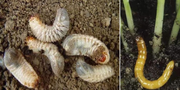 News - What is the best treatment for underground pest control of ...