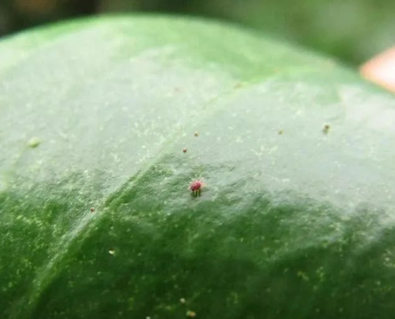 News - Prevention and treatment of red spiders, these formulations can ...