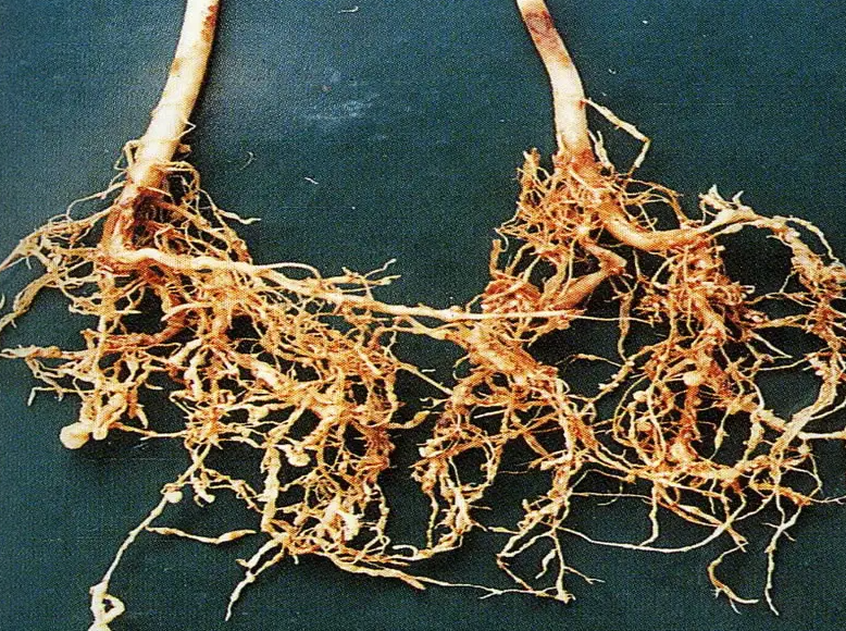 News - Abamectin + ? , Kill red spider mites ,whitefly, moth,nematode ...