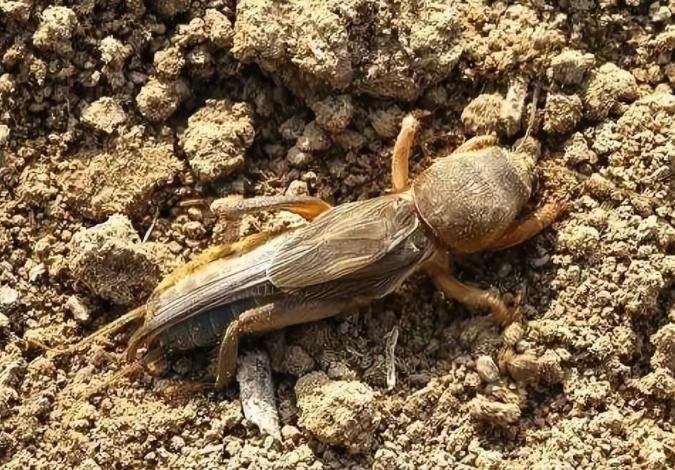 News - What is the best treatment for underground pest control of ...